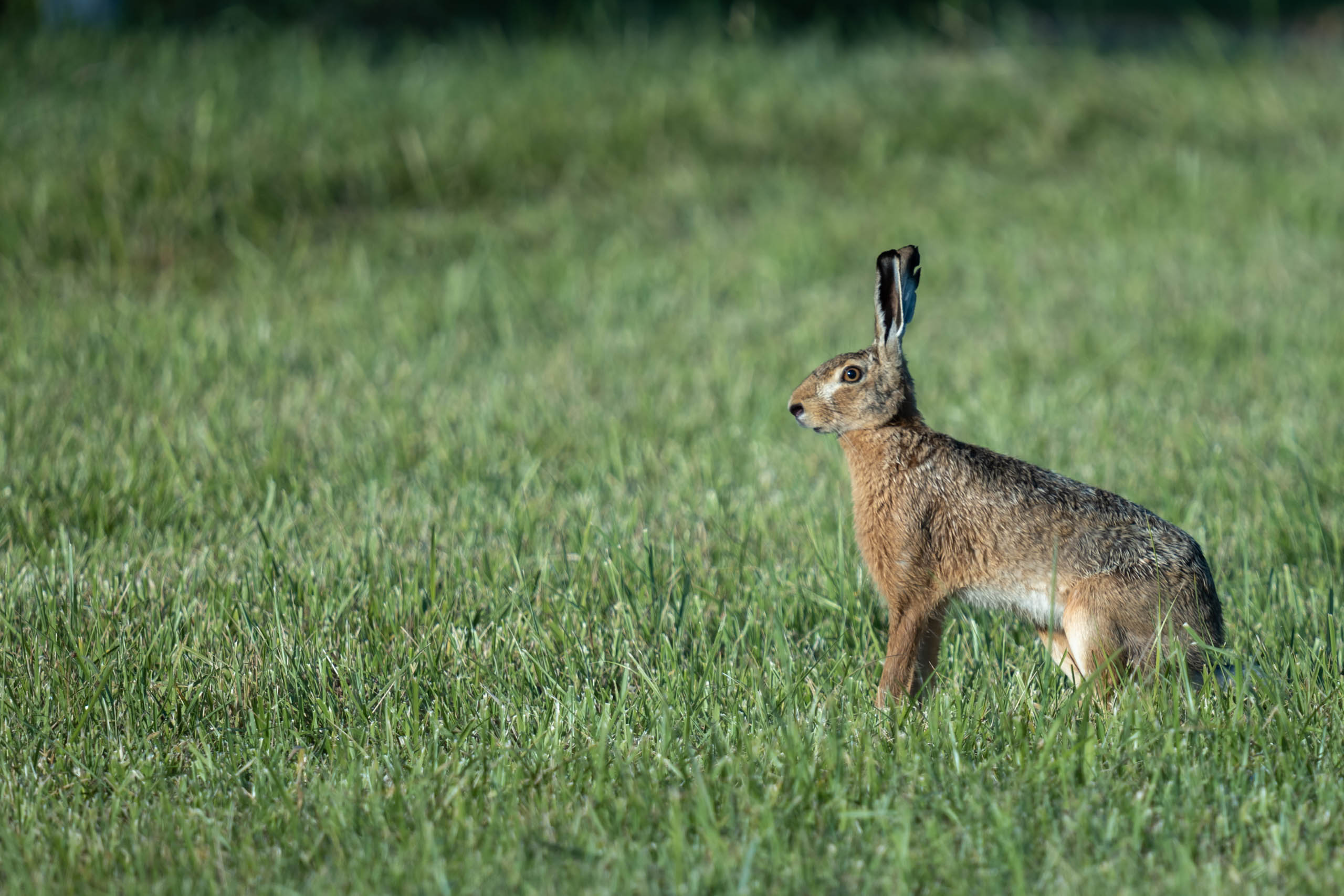 Le lièvre - Auteur Nomade